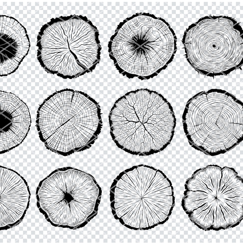 Tree Trunk Slices - Etsy