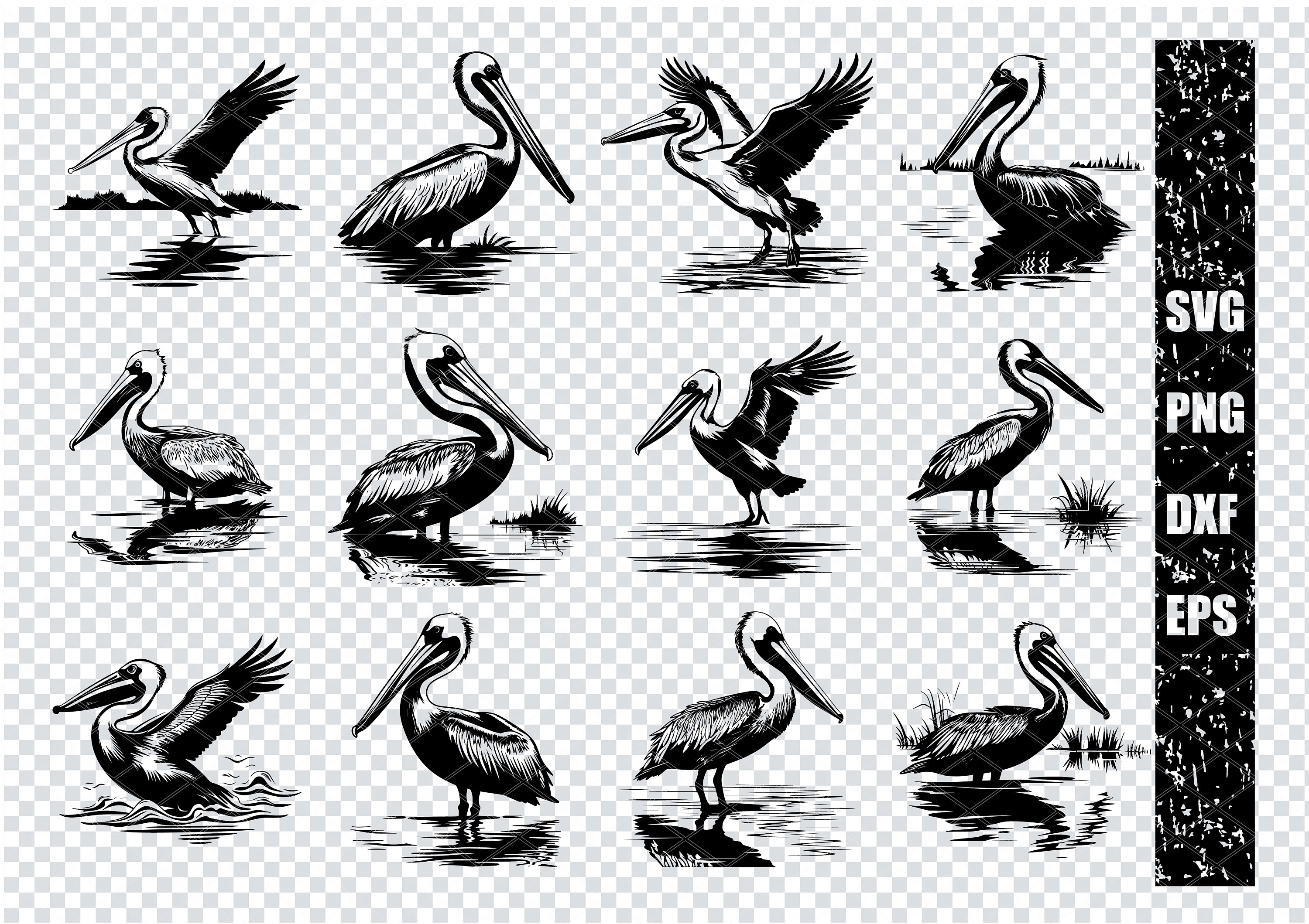PELICAN WATER BIRD Svg, Pelican Seabird Svg Files for Cricut, Coastal ...
