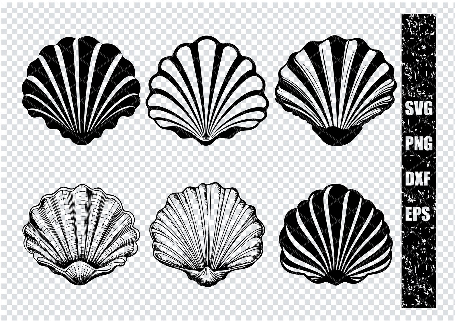 SEASHELL SVG, SEASHELL Svg Files for Cricut, Seashell Clipart, Seashell ...