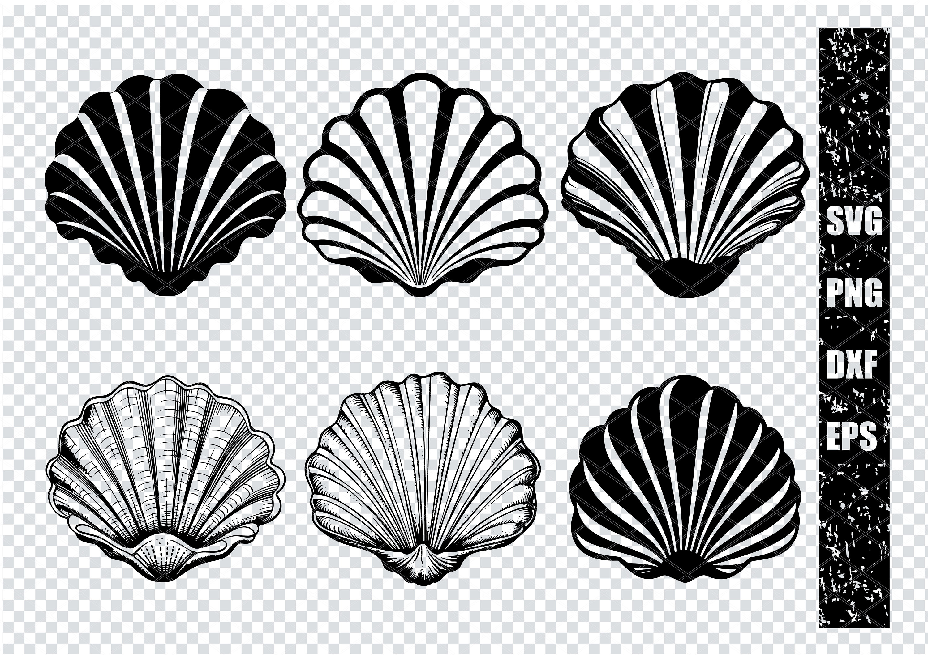 SEASHELL SVG, SEASHELL Svg Files for Cricut, Seashell Clipart, Seashell ...