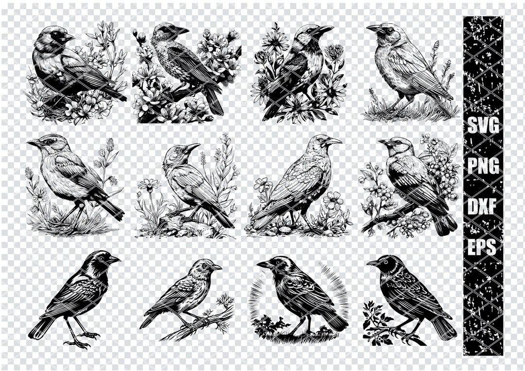 BOWER BIRD SVG, Bower Bird Svg Files for Cricut, Bower Bird Clipart ...