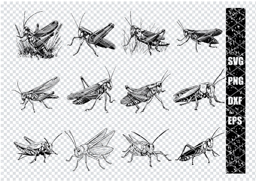 GRASSHOPPER SVG, GRASSHOPPER Svg Files for Cricut, Grasshopper Clipart ...