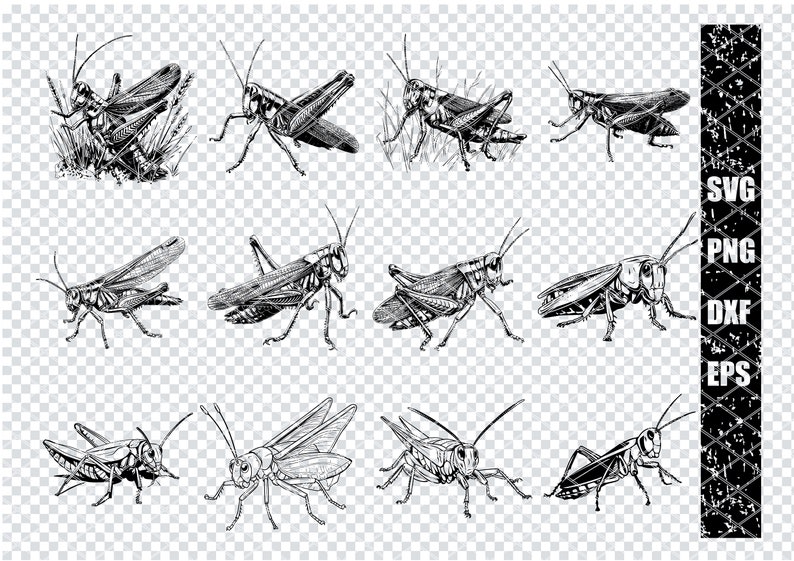 GRASSHOPPER SVG, GRASSHOPPER Svg Files for Cricut, Grasshopper Clipart ...