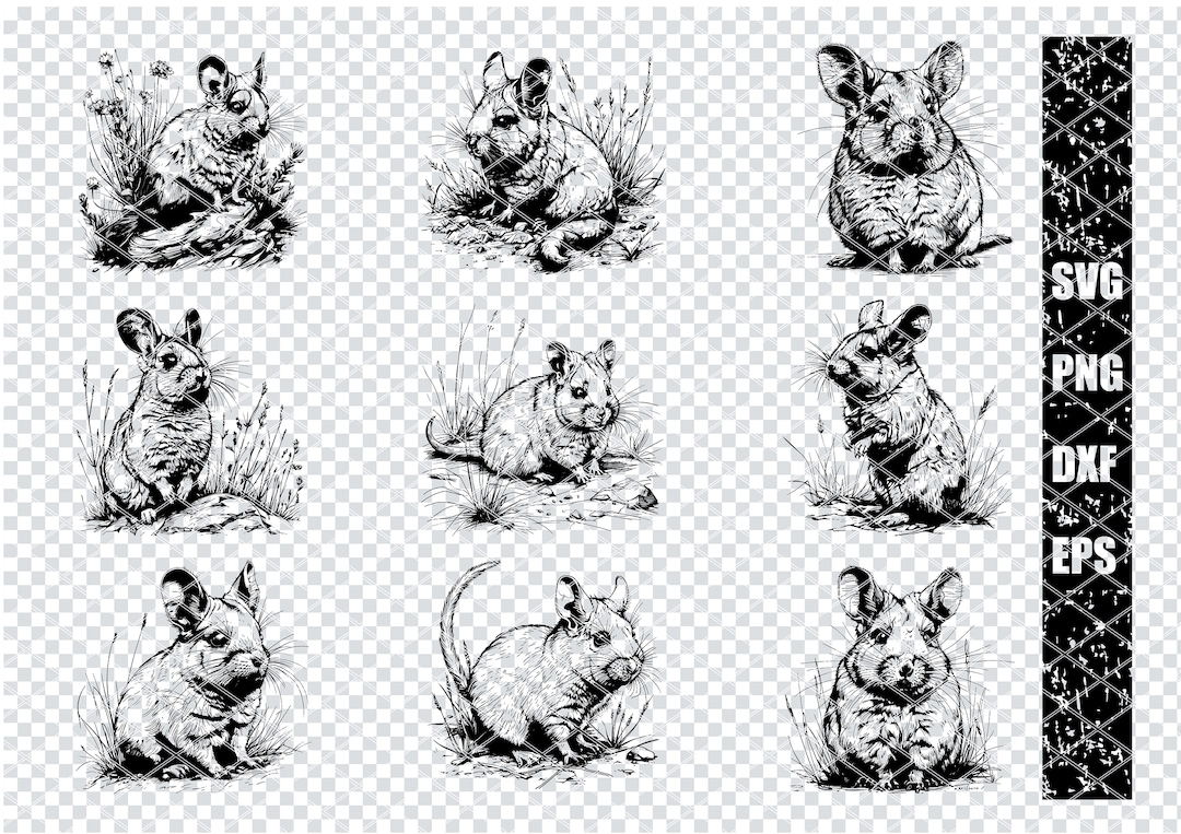 CHINCHILLA SVG, CHINCHILLA Svg Files for Cricut, Chinchilla Clipart ...
