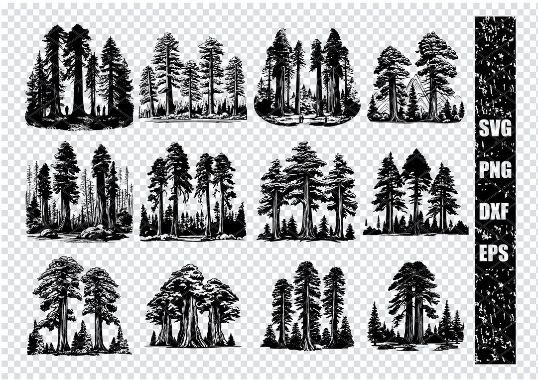 GIANT SEQUOIA TREE Svg, Giant Sequoia Tree Svg Files for Cricut, Sierra ...