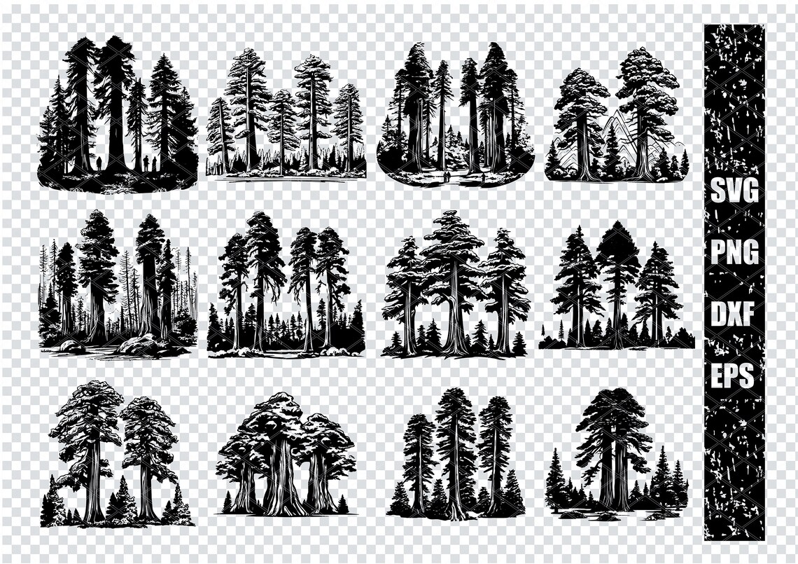 GIANT SEQUOIA TREE Svg, Giant Sequoia Tree Svg Files for Cricut, Sierra ...