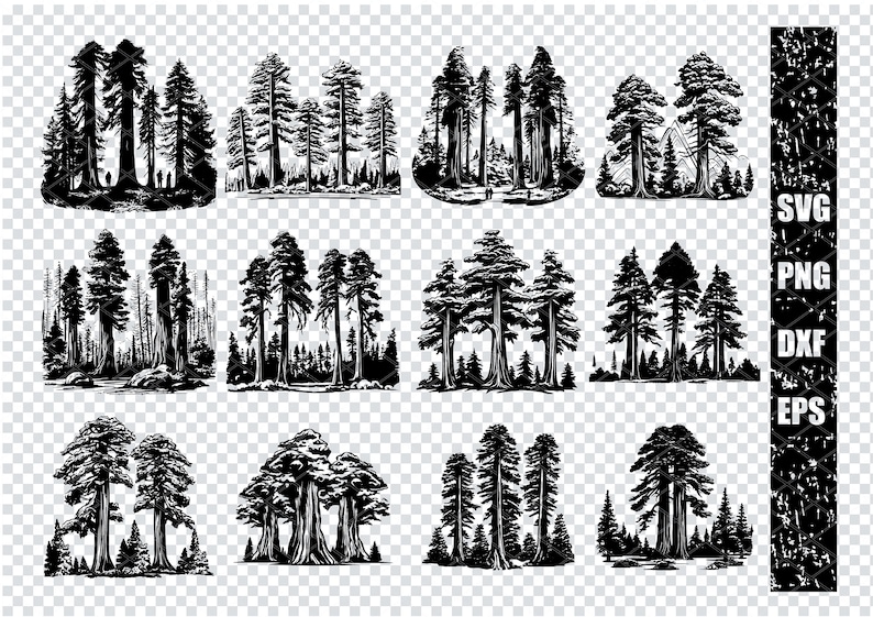 GIANT SEQUOIA TREE Svg, Giant Sequoia Tree Svg Files for Cricut, Sierra ...