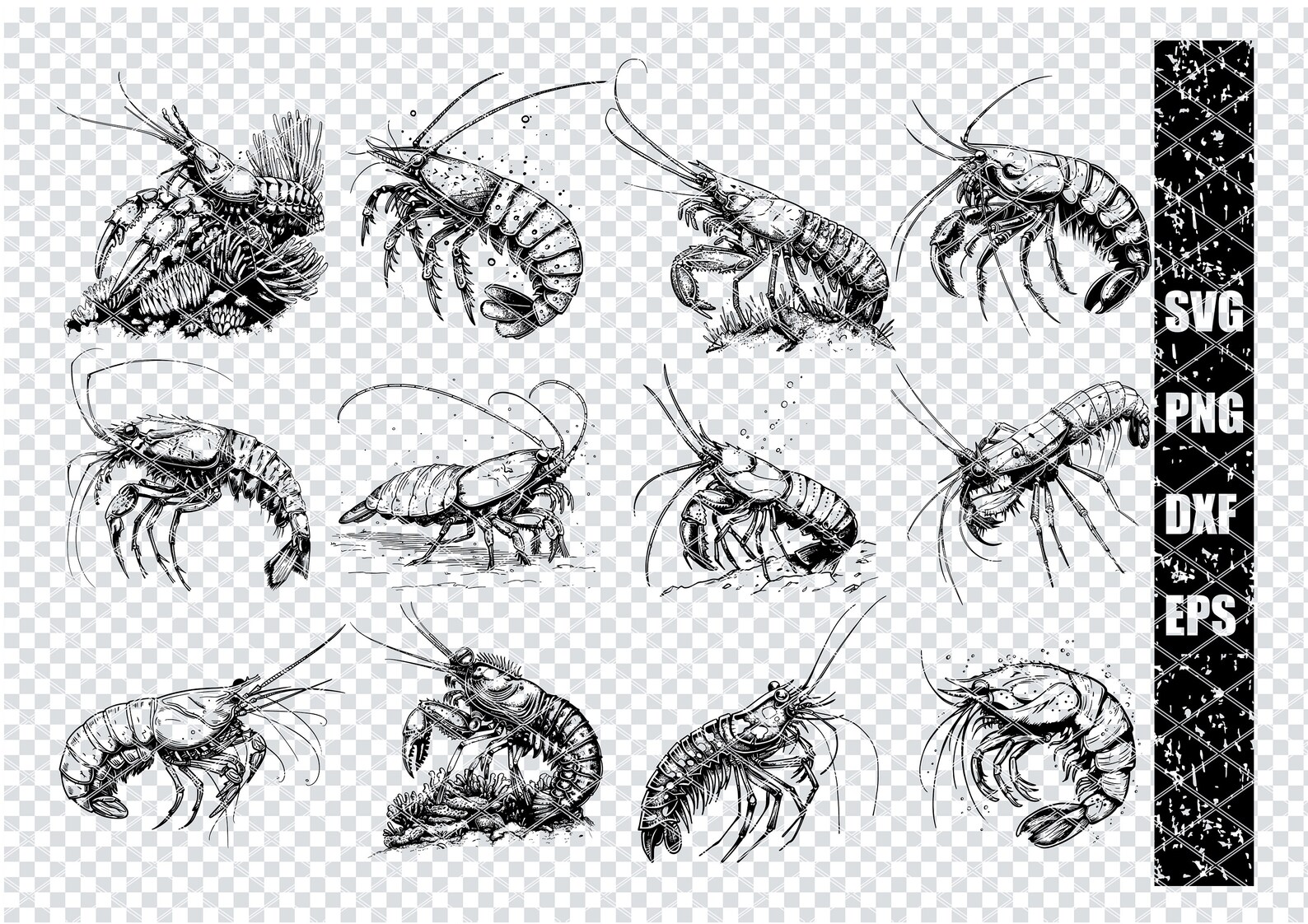 MANTIS SHRIMP SVG, Mantis Shrimp Svg Files for Cricut, Mantis Shrimp ...
