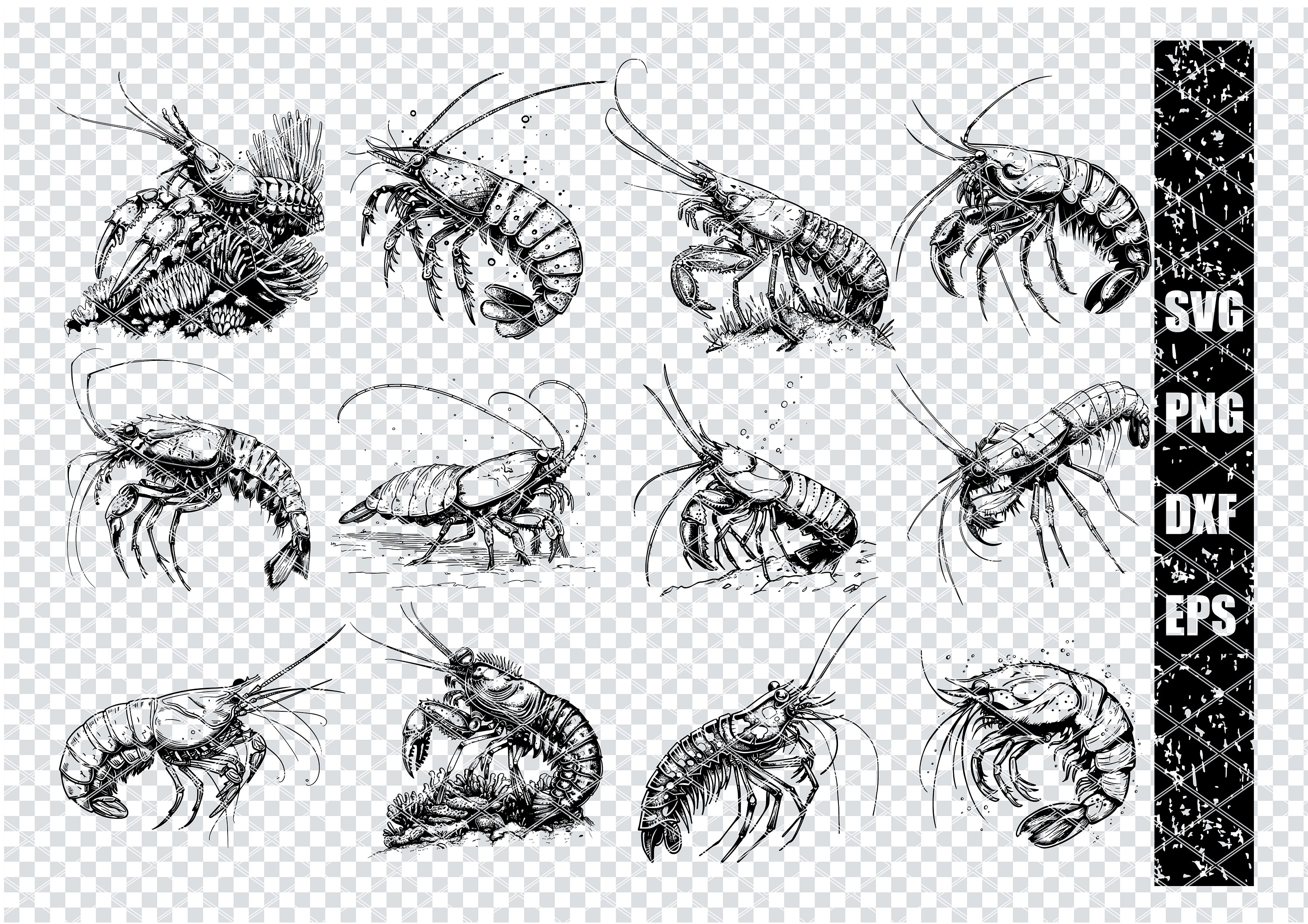 MANTIS SHRIMP SVG, Mantis Shrimp Svg Files for Cricut, Mantis Shrimp ...