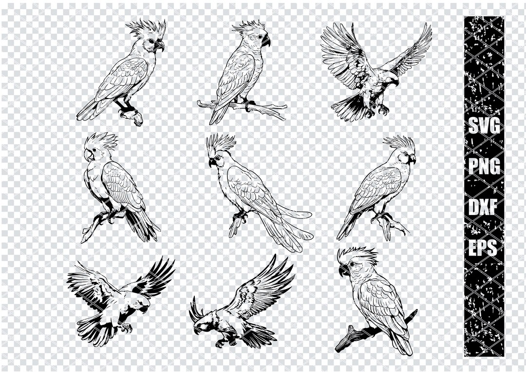 COCKATOO SULPHUR PARROT Svg, Cockatoo Sulphur Crested Parrot Svg Svg ...