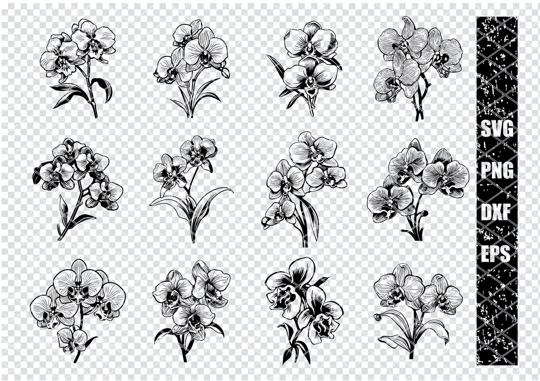 ORCHID FLOWER SVG, Cattleya Orchid Svg Files for Cricut, Dendrobium ...