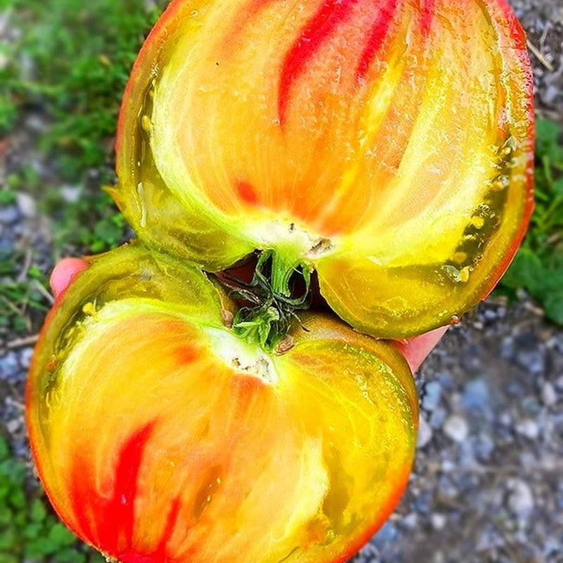 Canada Tomato - Etsy UK