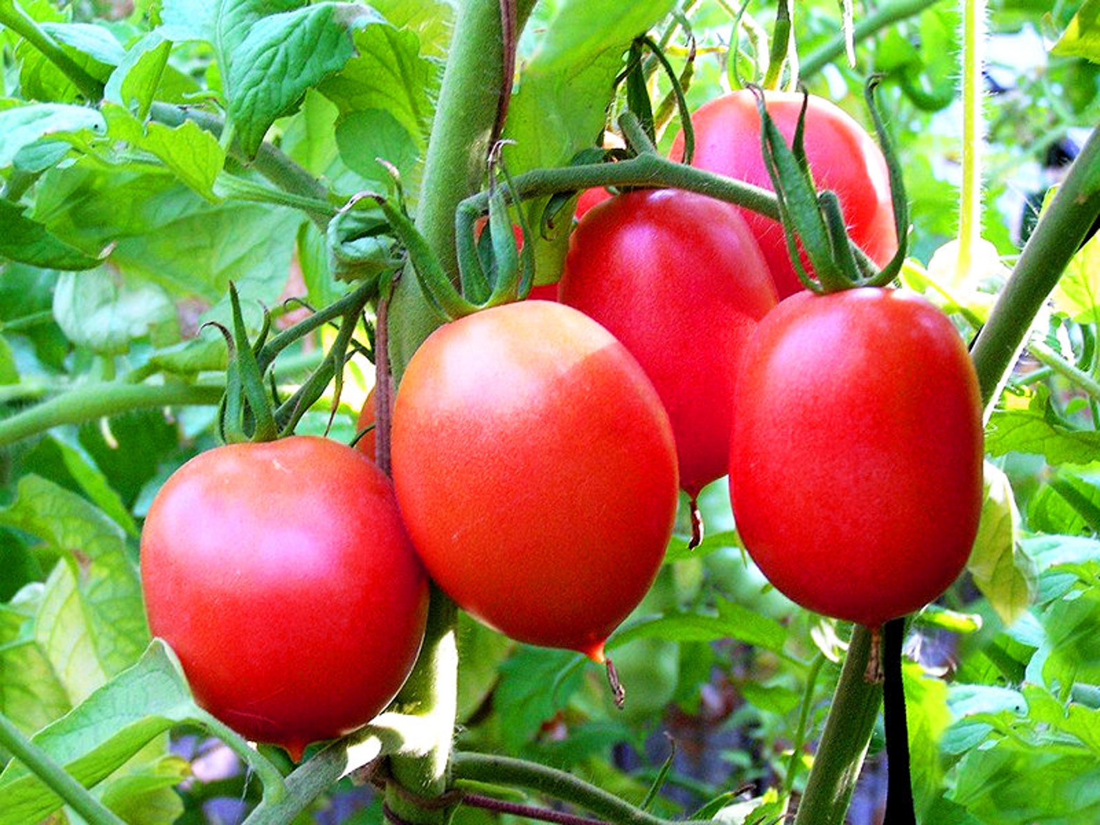 20 DE BARAO ROYAL - Rare Ancient Organic Tomato Seeds, Heirloom Pink ...