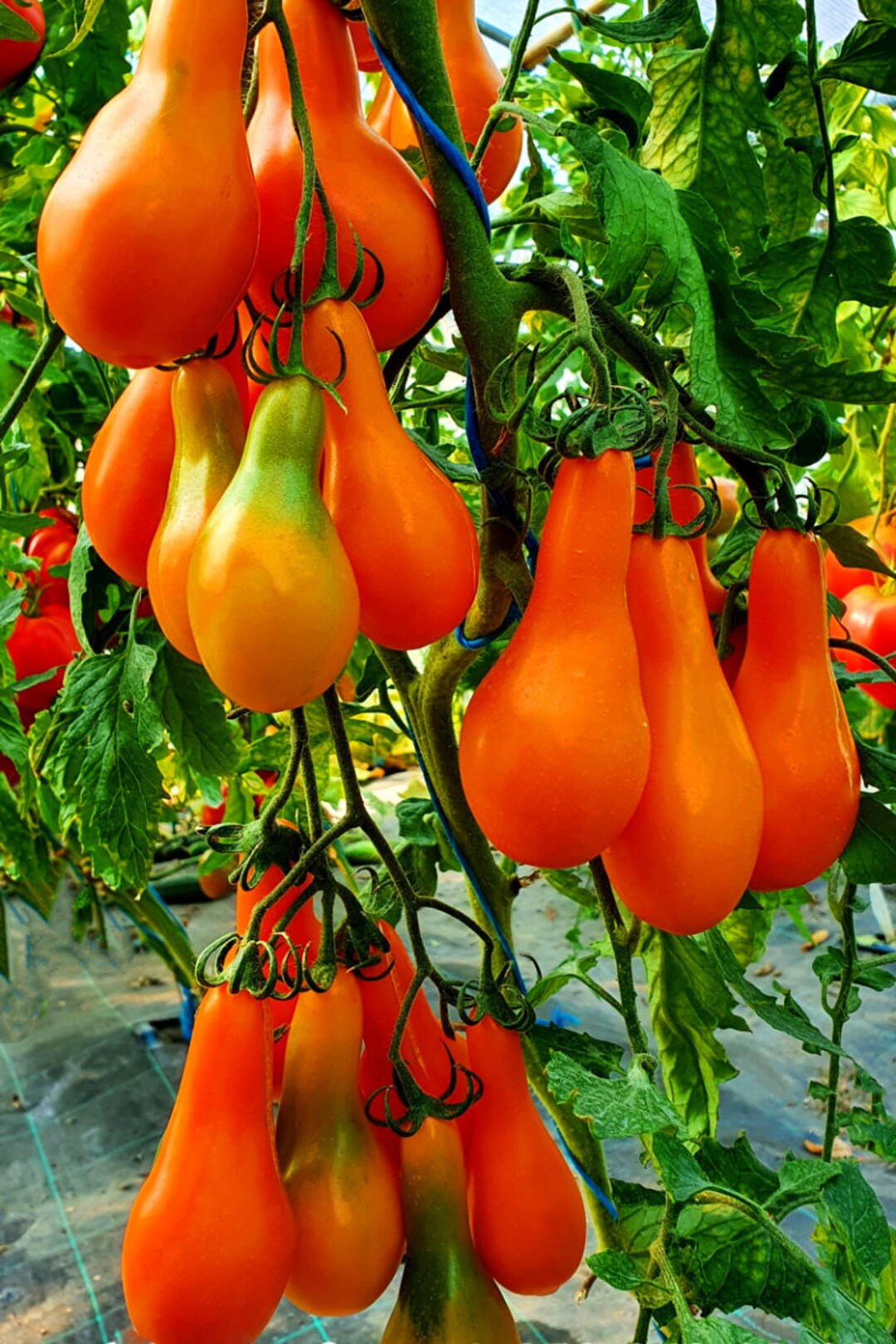 MILA - Heirloom Exotic Plum Variety - 20 RARE Organic Tomato Seeds. Veg ...