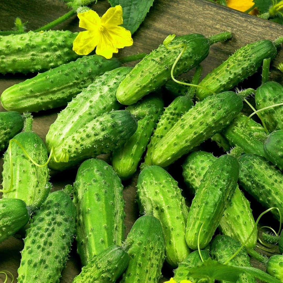 Paris Gherkin, 15 High Quality Cucumber Seeds. Heirloom Variety ...
