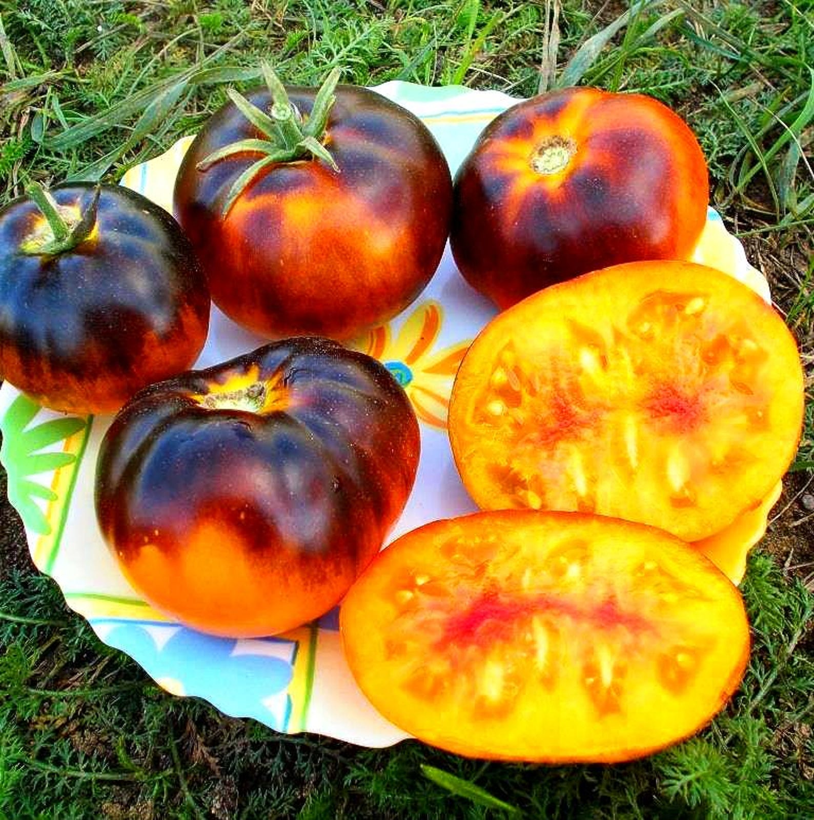 Bright Gem - Heirloom Orange Tomato. 20 RARE Organic Seeds for ...