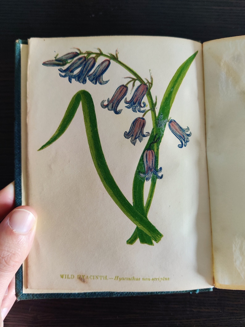 Rare Antique Book. Wild Flowers, Anne Pratt Vol.1, 1852 1st Edition - Etsy
