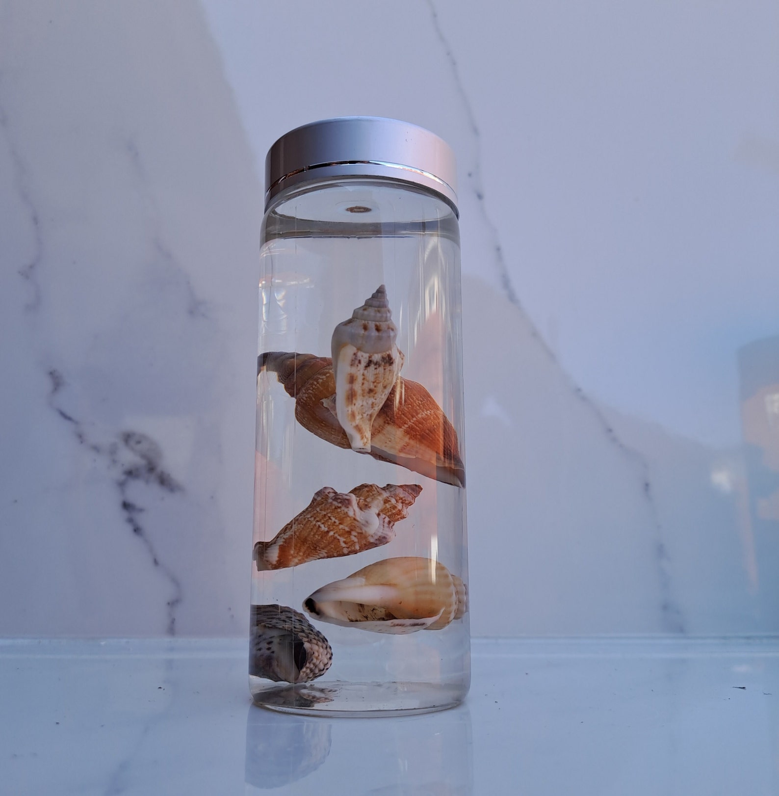 Maritime Living Decorative Seashell Bottle With Floating Shells for for ...