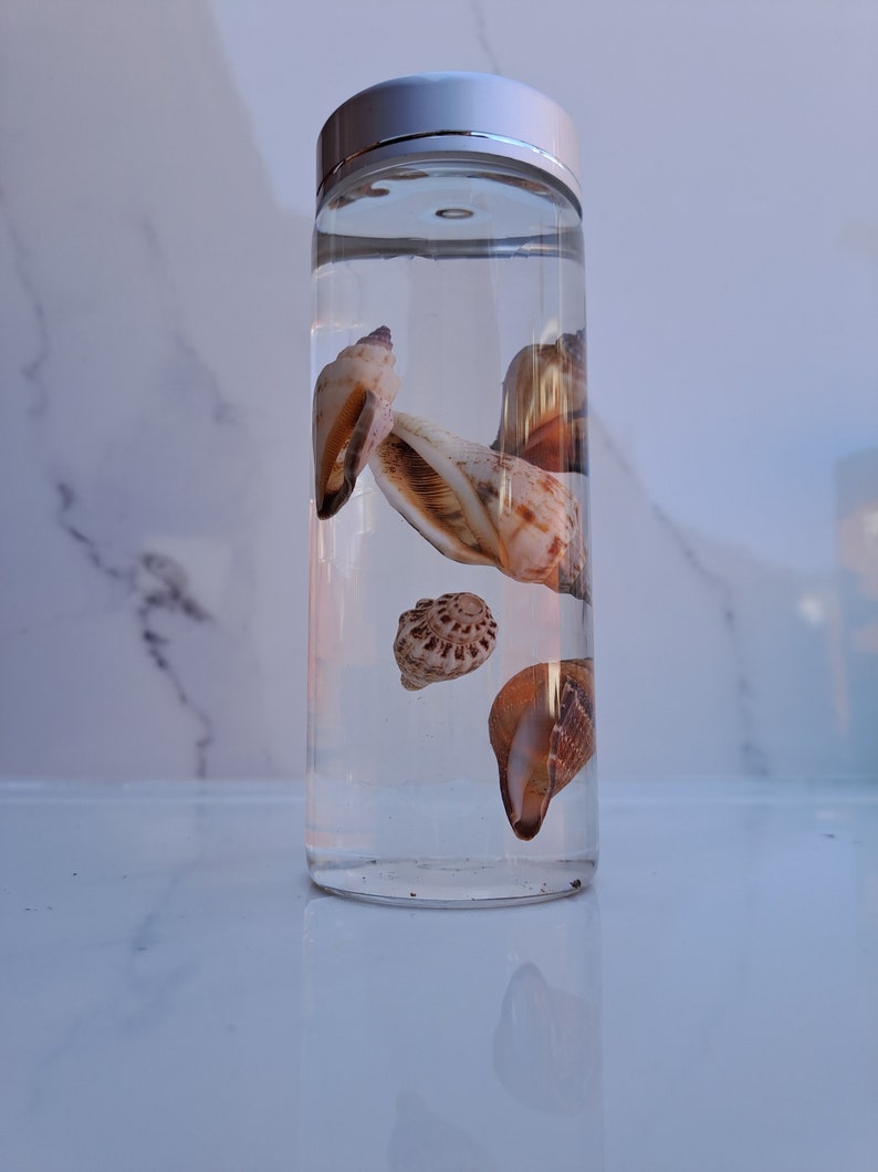 Decorative Seashell Bottle With Floating Shells for Sea in a Bottle for ...