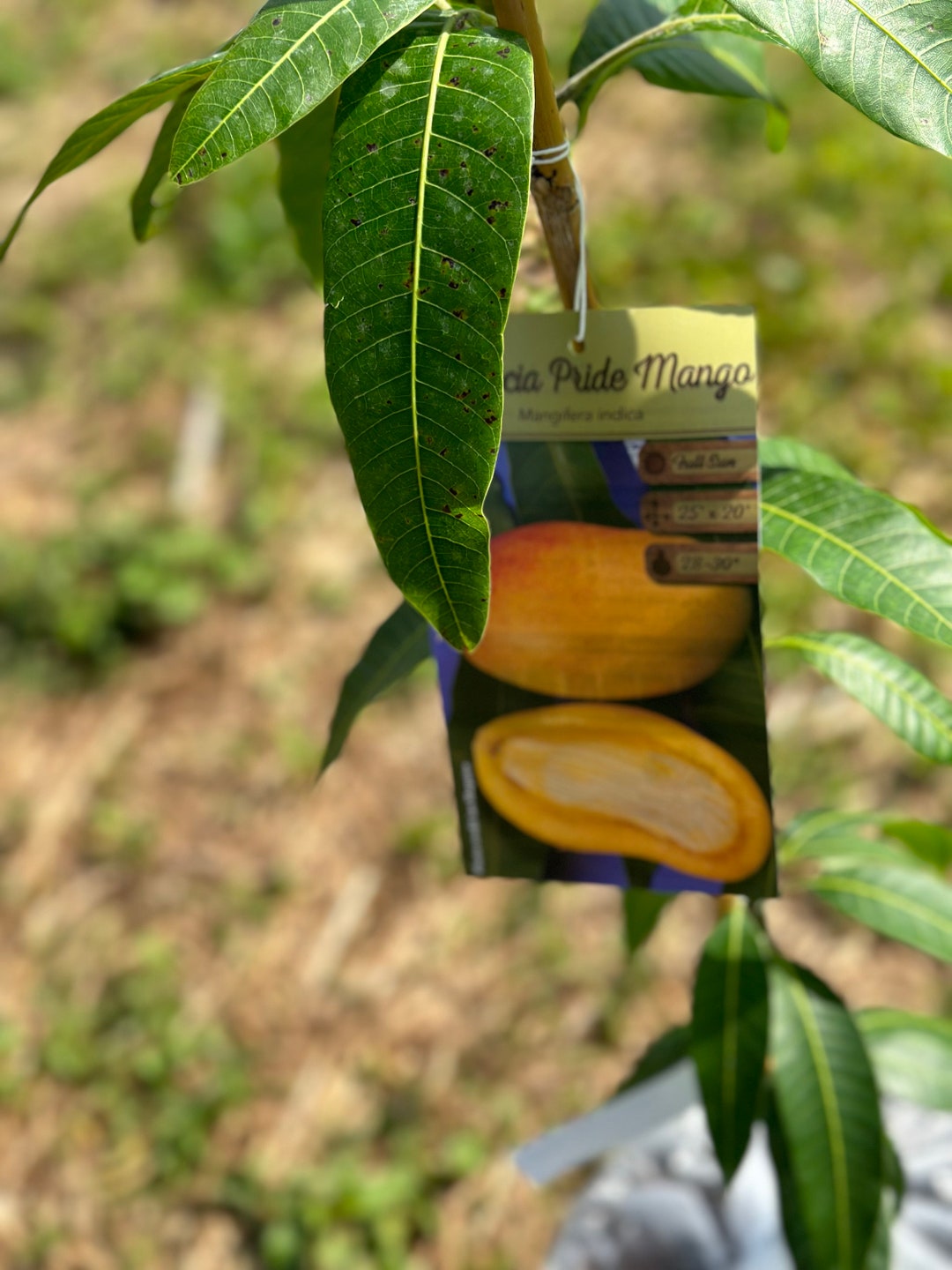 Valencia Pride Mango Tree - Etsy