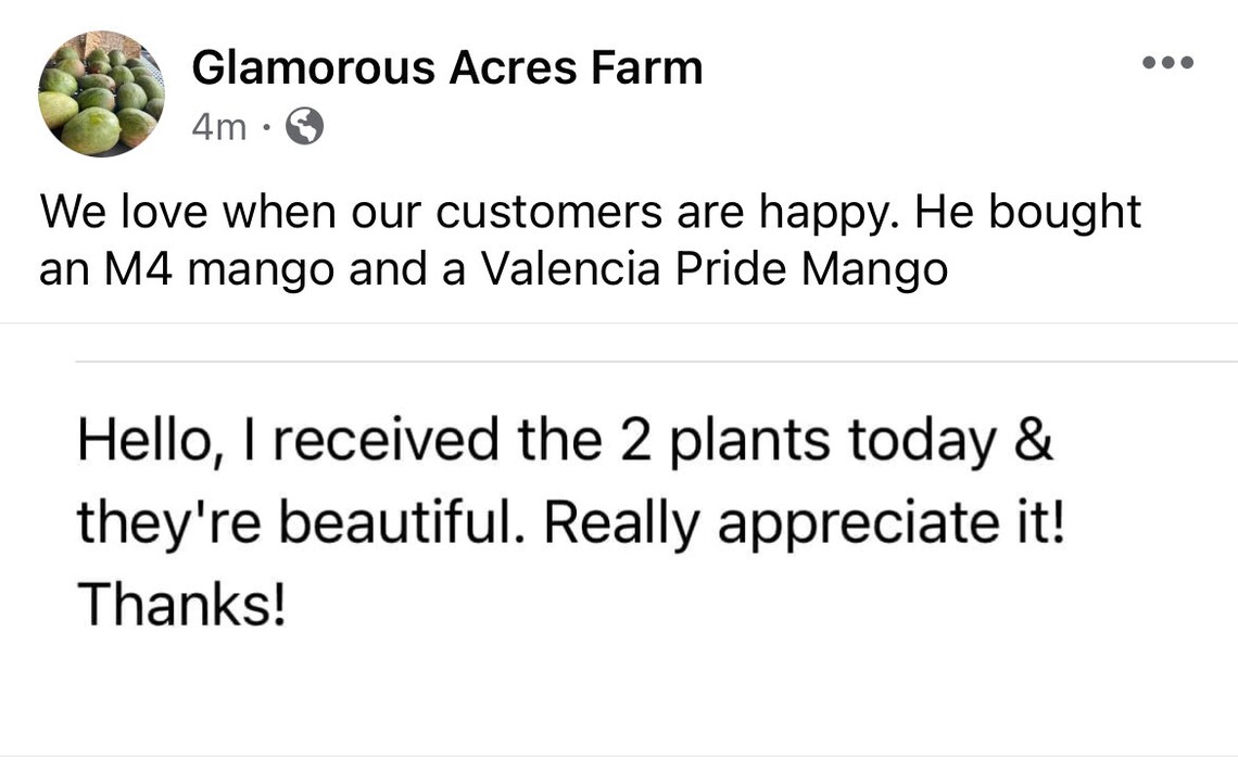 Dwarf Variety Mango Tree Florida - Etsy