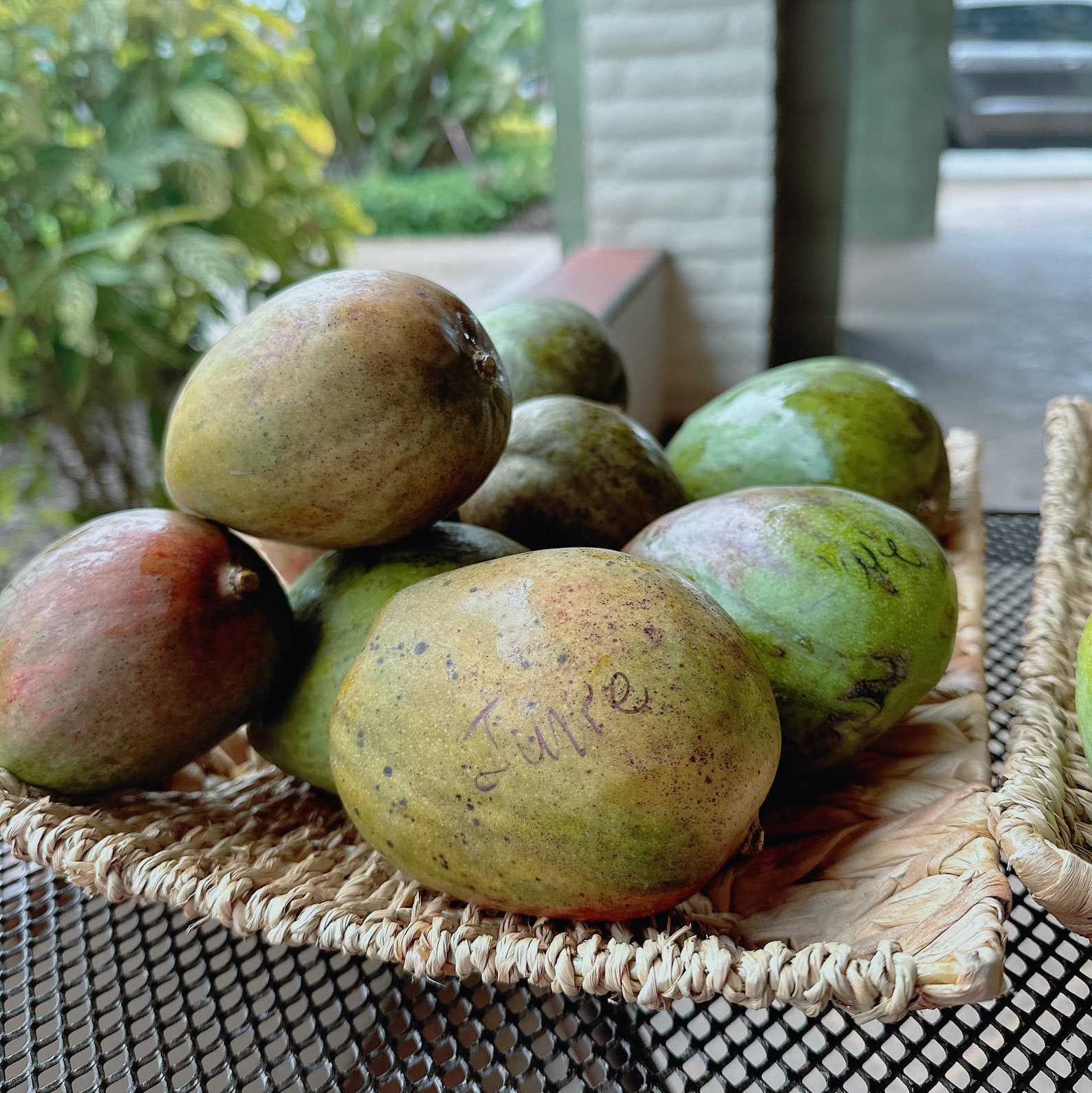 Julie Mango Tree 3 Gallon Drafted - Etsy