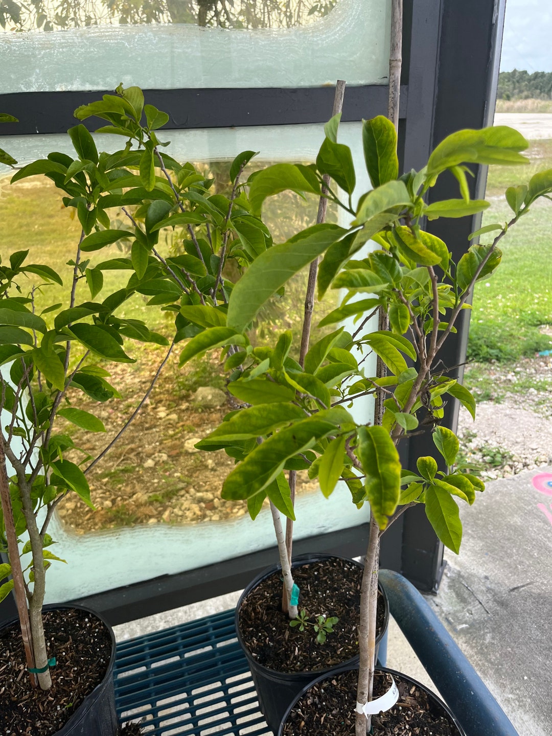 Sugar Apple Tree Ready to Flowers - Etsy