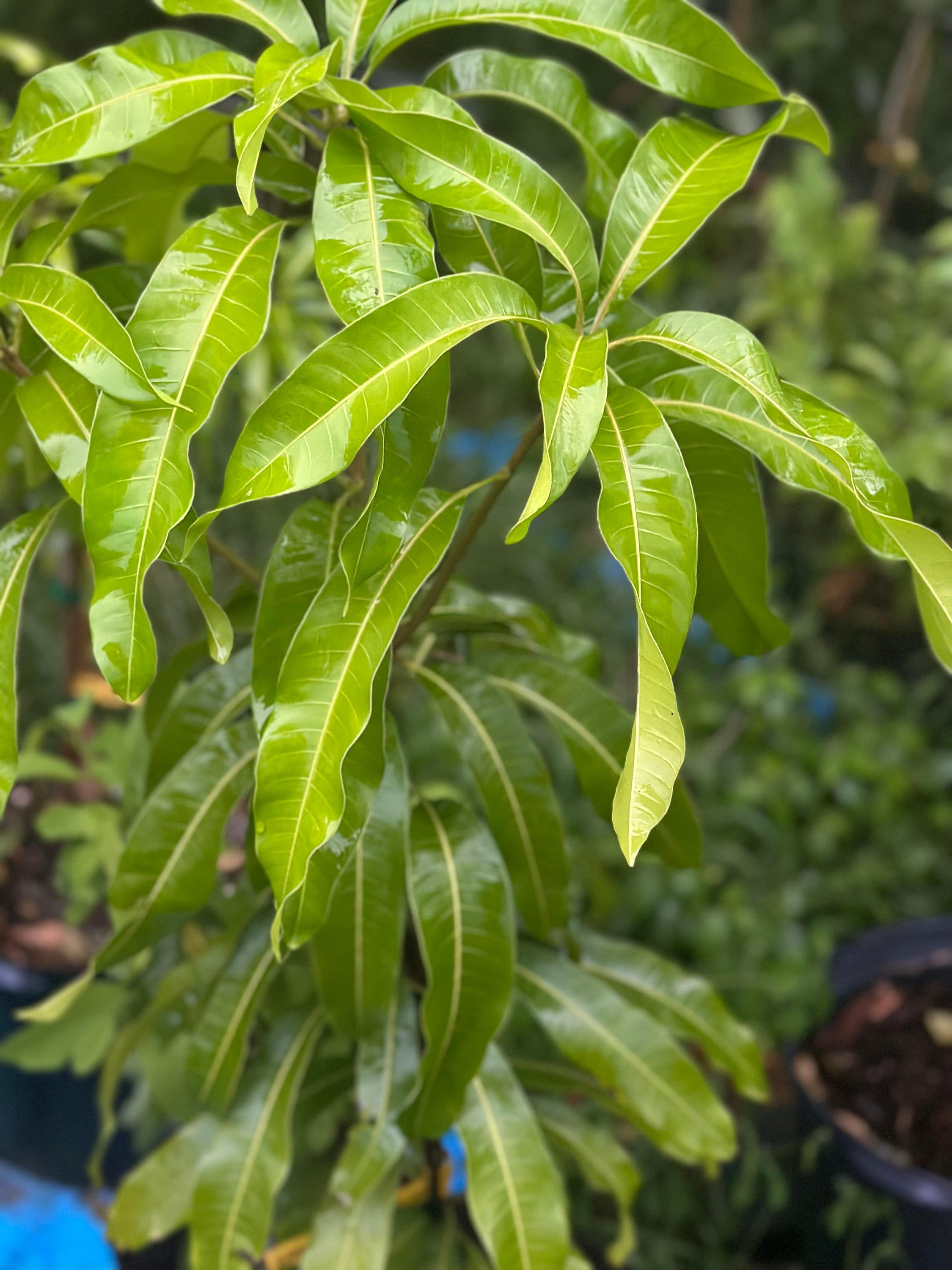 East Indian Mango Tree - Etsy