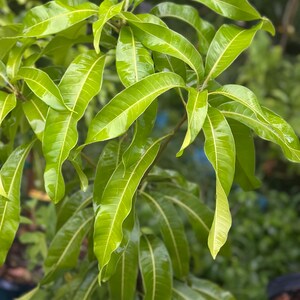 Julie Mango Tree 3 Gallon Drafted - Etsy