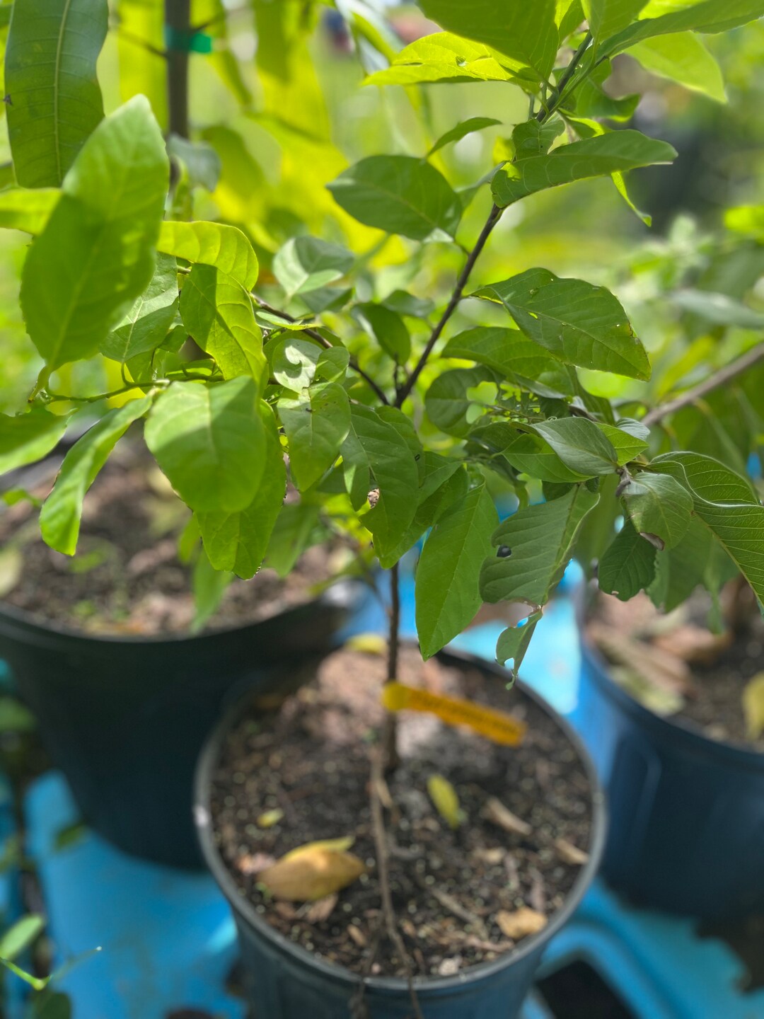 Sugar Apple Tree 1 Gallon - Etsy