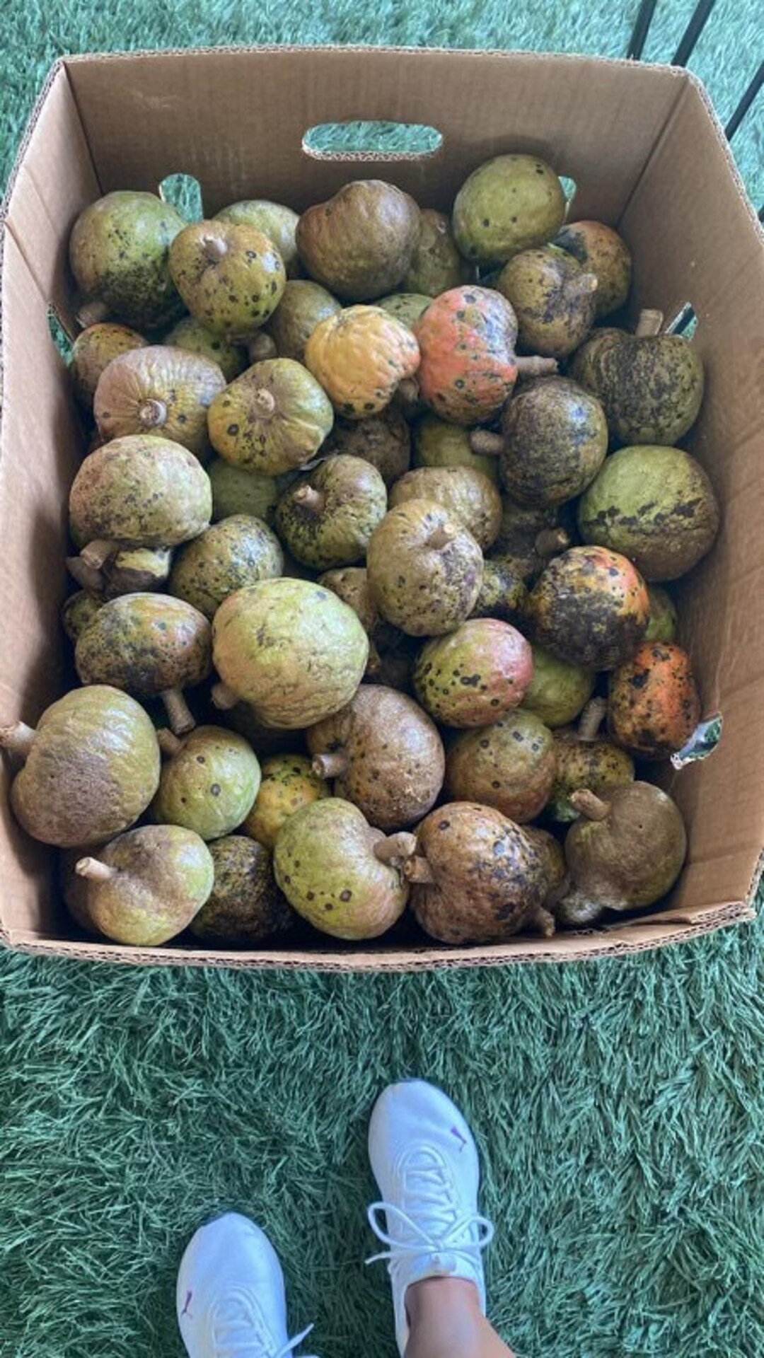 Fresh Custard Apple Fruit - 3 Pound Box - Etsy