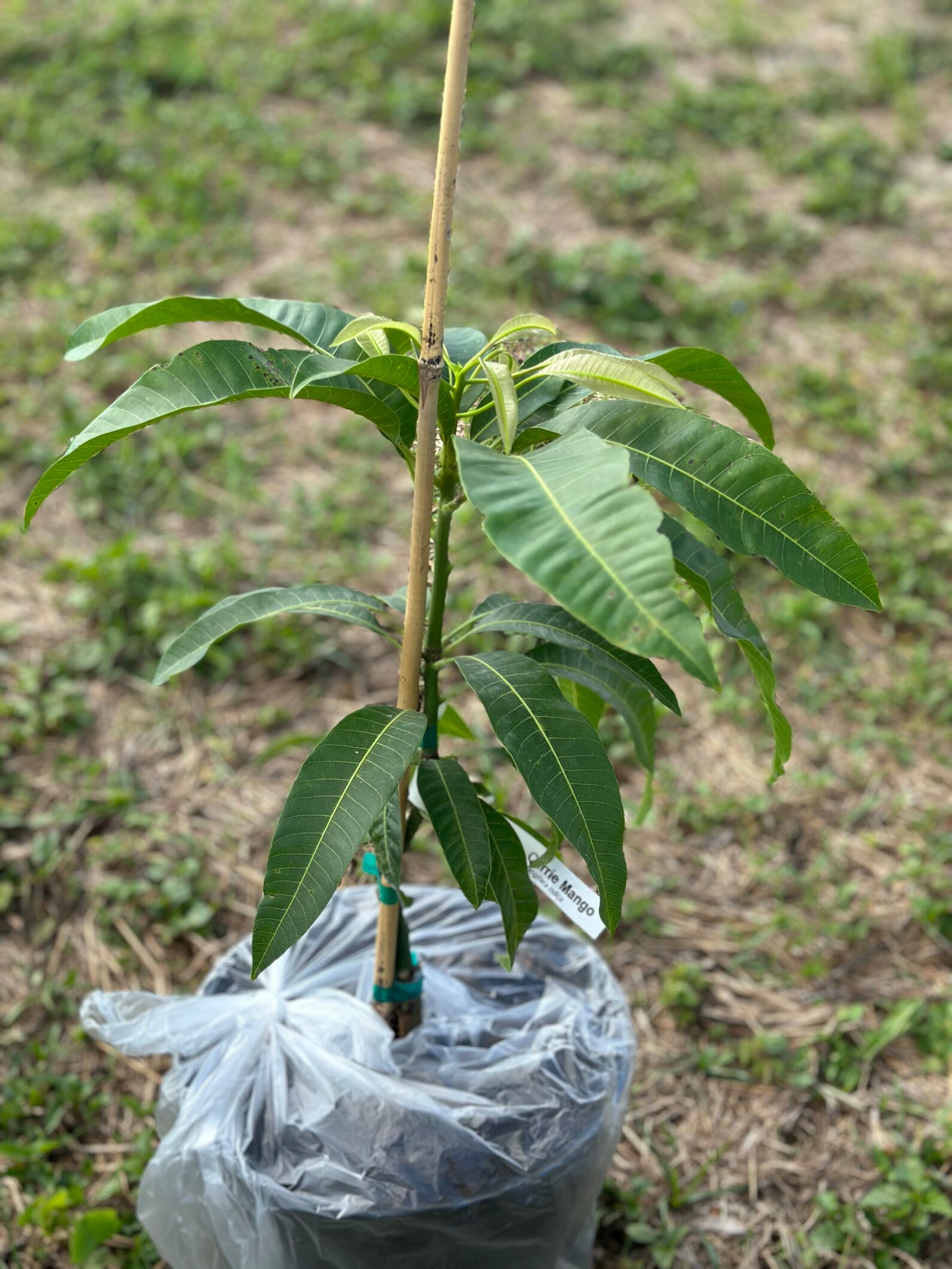 Dwarf Variety Mango Tree Florida - Etsy