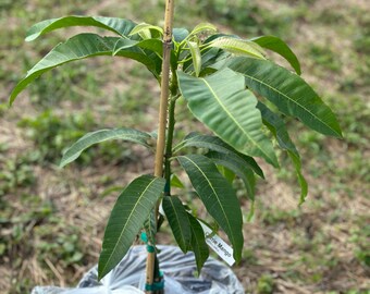 Grafted Super Julie Mango Tree One of the Best Mango in the World - Etsy