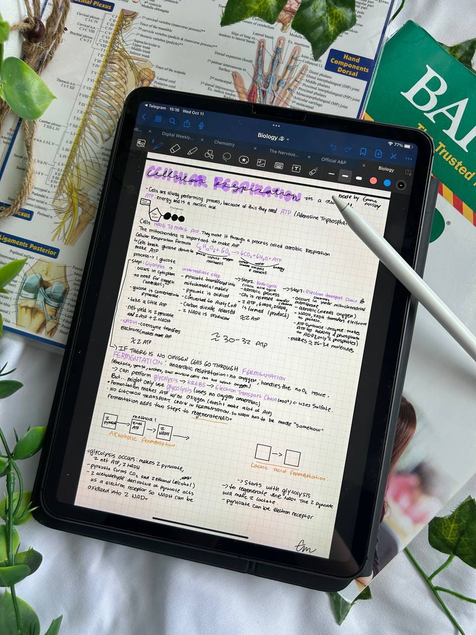 Cellular Respiration Notes and Study Guide - Etsy