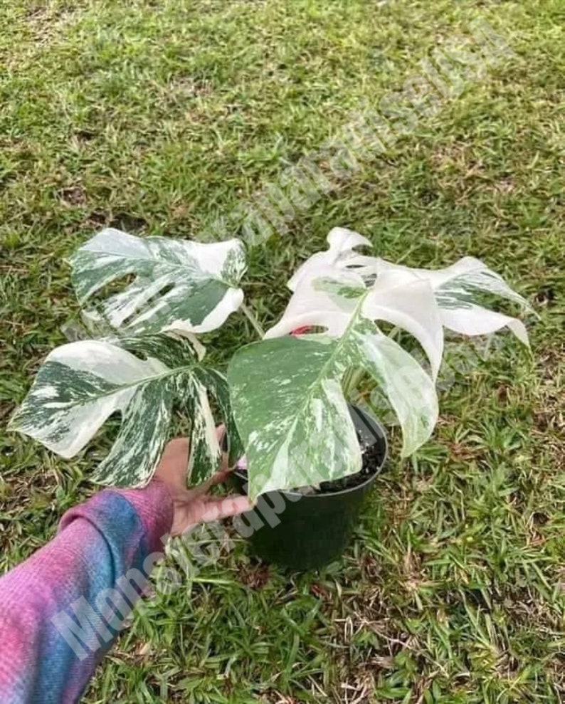 Monstera Albo Holland Variegated Plant High Rare Monstera - Etsy