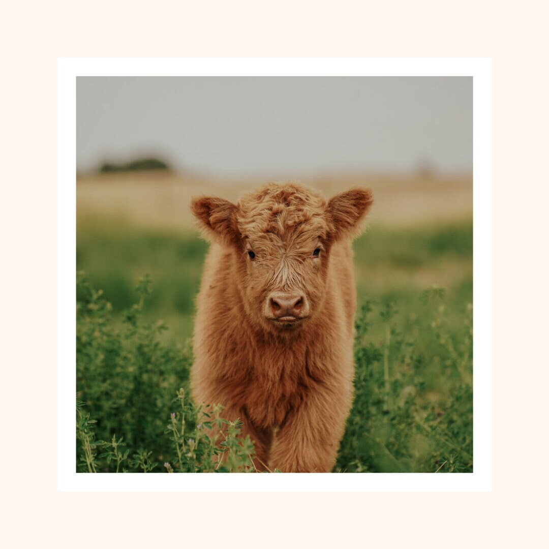 Golden Glow: Digital Download of Yellow Highland Calf Photography - Etsy