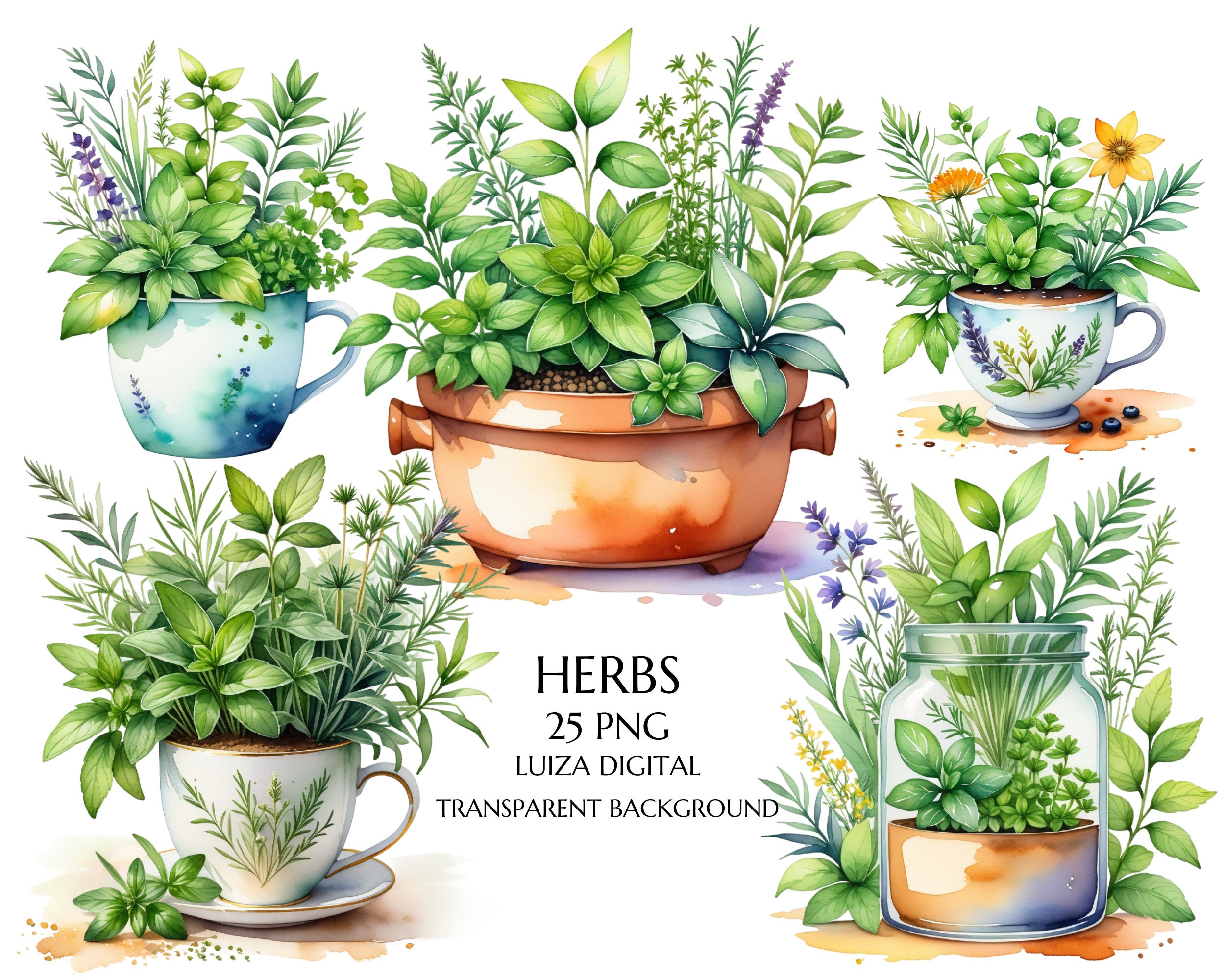 Watercolor Bottle and Herbs Clipart, Herbal Clipart, Herbs Clip Art ...