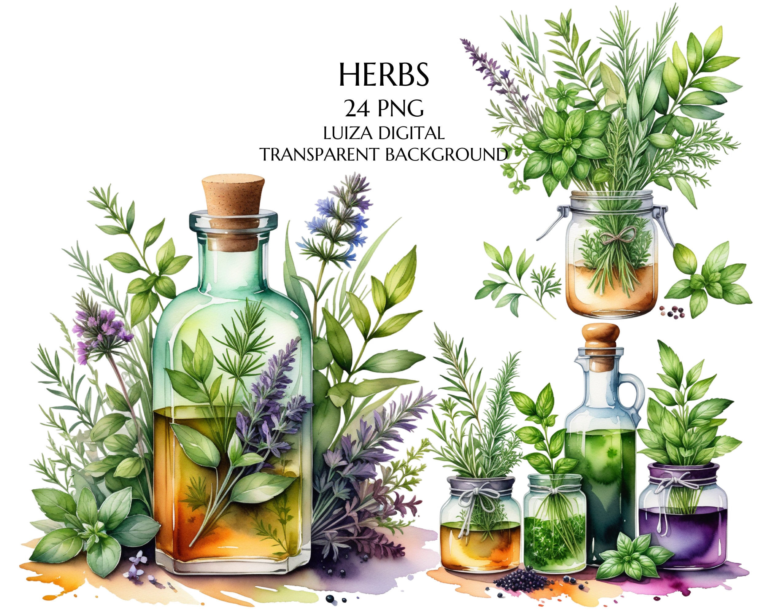 Watercolor Bottle and Herbs Clipart, Herbal Clipart, Herbs Clip Art ...