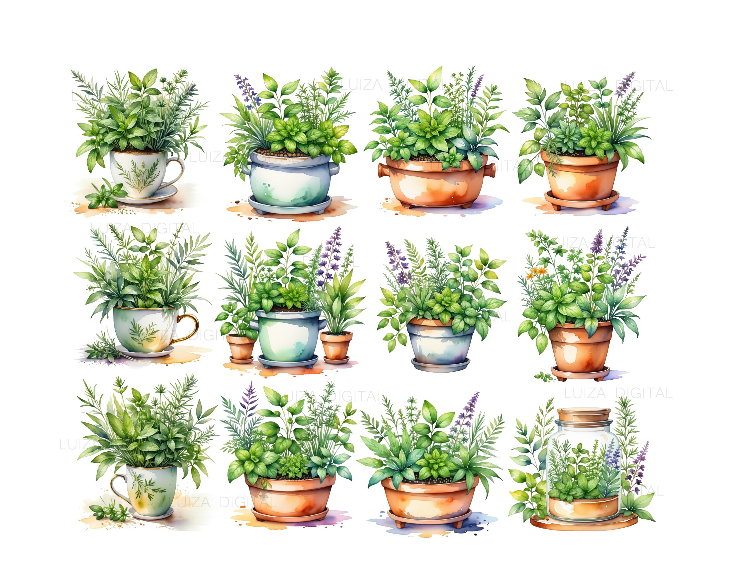 Watercolor Bottle and Herbs Clipart, Herbal Clipart, Herbs Clip Art ...