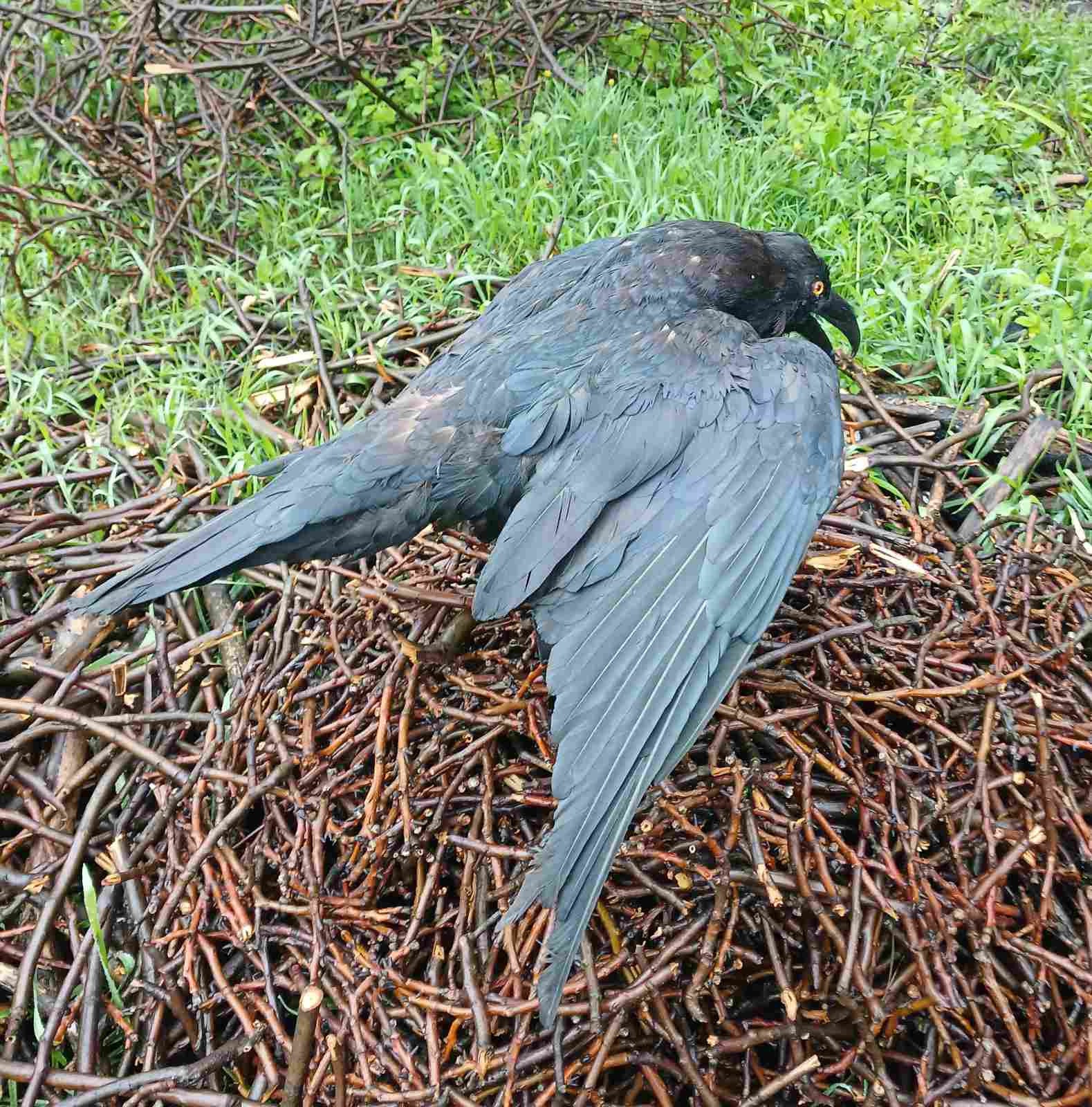 Raven, Decorative Bird, Taxidermy, Stuffed Raven, Gift, Original Gift ...