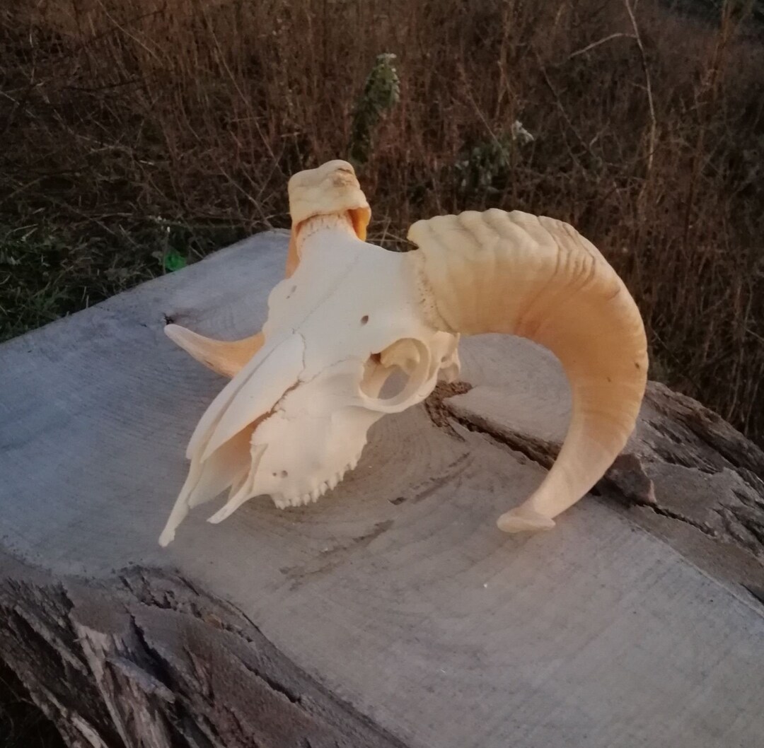 Real Ram Skull With Horns, Professional Cleaning, Decor, Gift. - Etsy