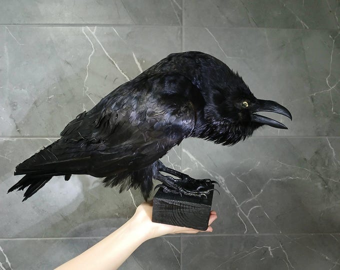 Raven, Decorative Bird, Taxidermy, Stuffed Raven, Gift, Original Gift ...