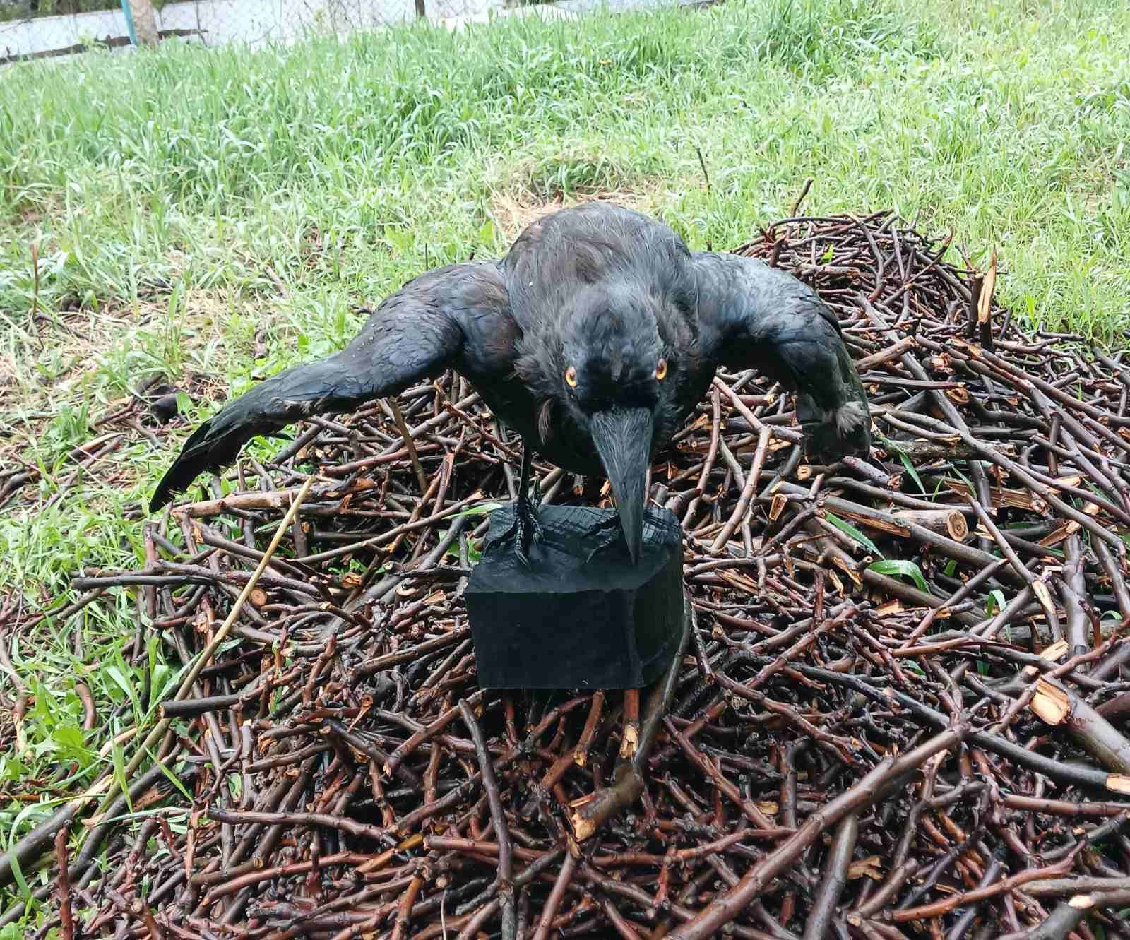 Raven, Decorative Bird, Taxidermy, Stuffed Raven, Gift, Original Gift ...