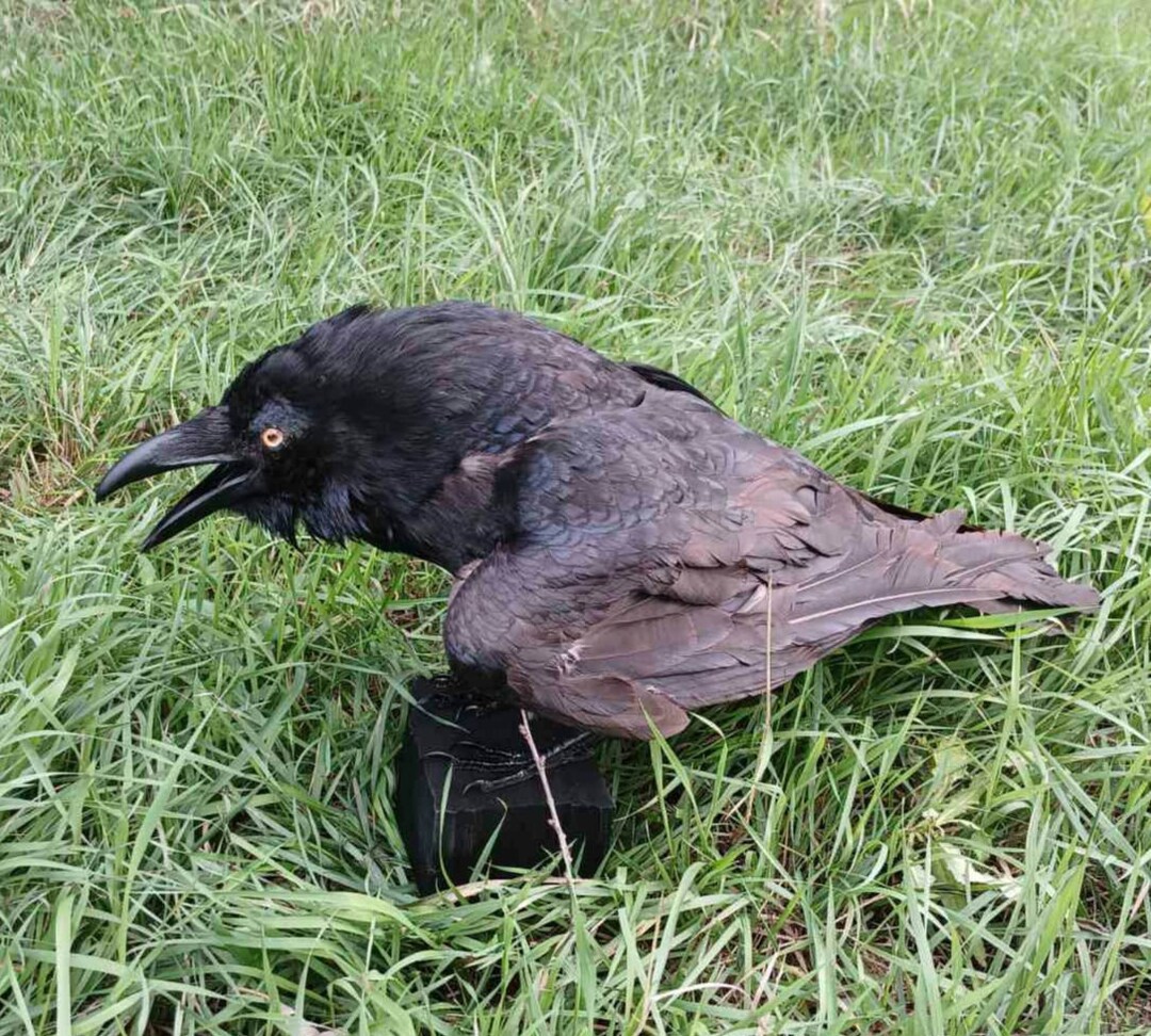 Raven, Decorative Bird, Taxidermy, Stuffed Raven, Gift, Original Gift ...