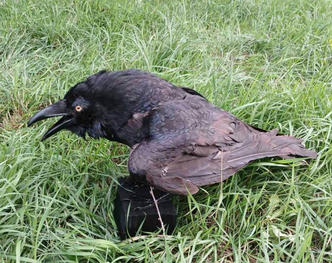 Raven, Decorative Bird, Taxidermy, Stuffed Raven, Gift, Original Gift ...