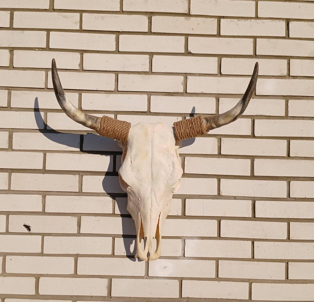 Real Bull Skull With Horns, Professional Cleaning, Decor, Gift, Gothic ...