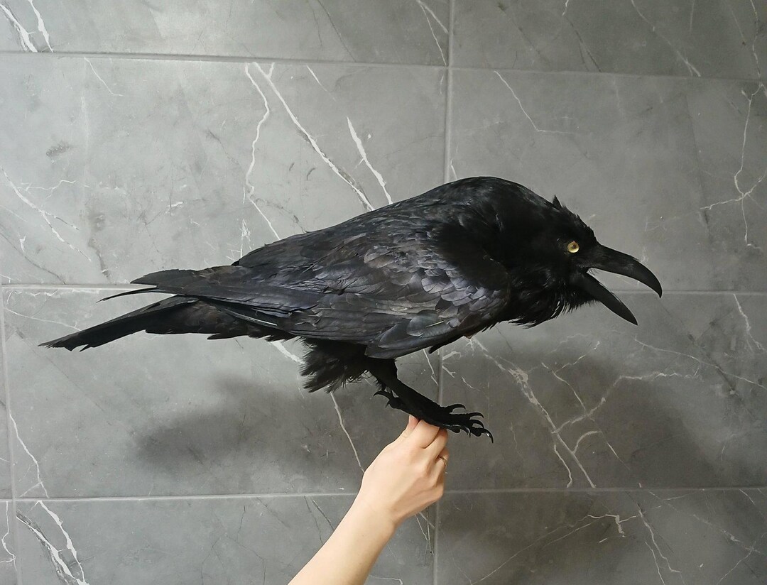 Raven, Decorative Bird, Taxidermy, Stuffed Raven, Gift, Original Gift ...