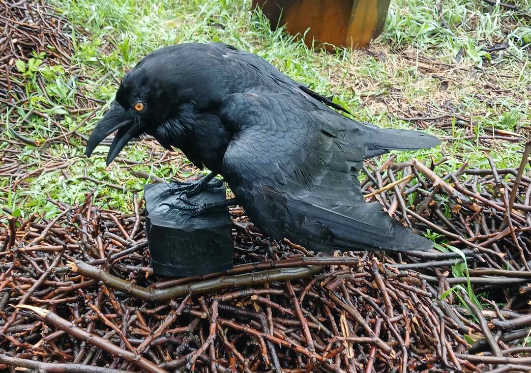 Raven, Decorative Bird, Taxidermy, Stuffed Raven, Gift, Original Gift ...