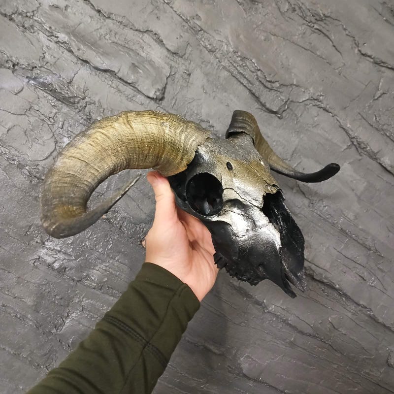 Real Ram Skull - Etsy