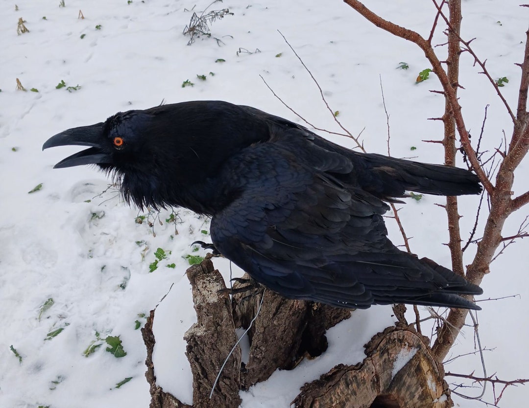 Raven, Decorative Bird, Taxidermy, Stuffed Raven, Gift, Original Gift ...